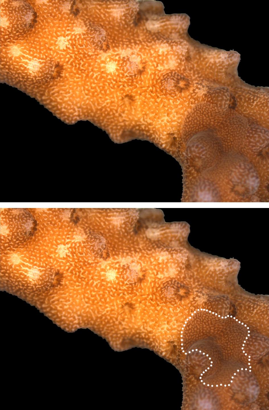 devil_in_disguise_a_small_coral_eating_worm_may_mean_big_trouble_for ...