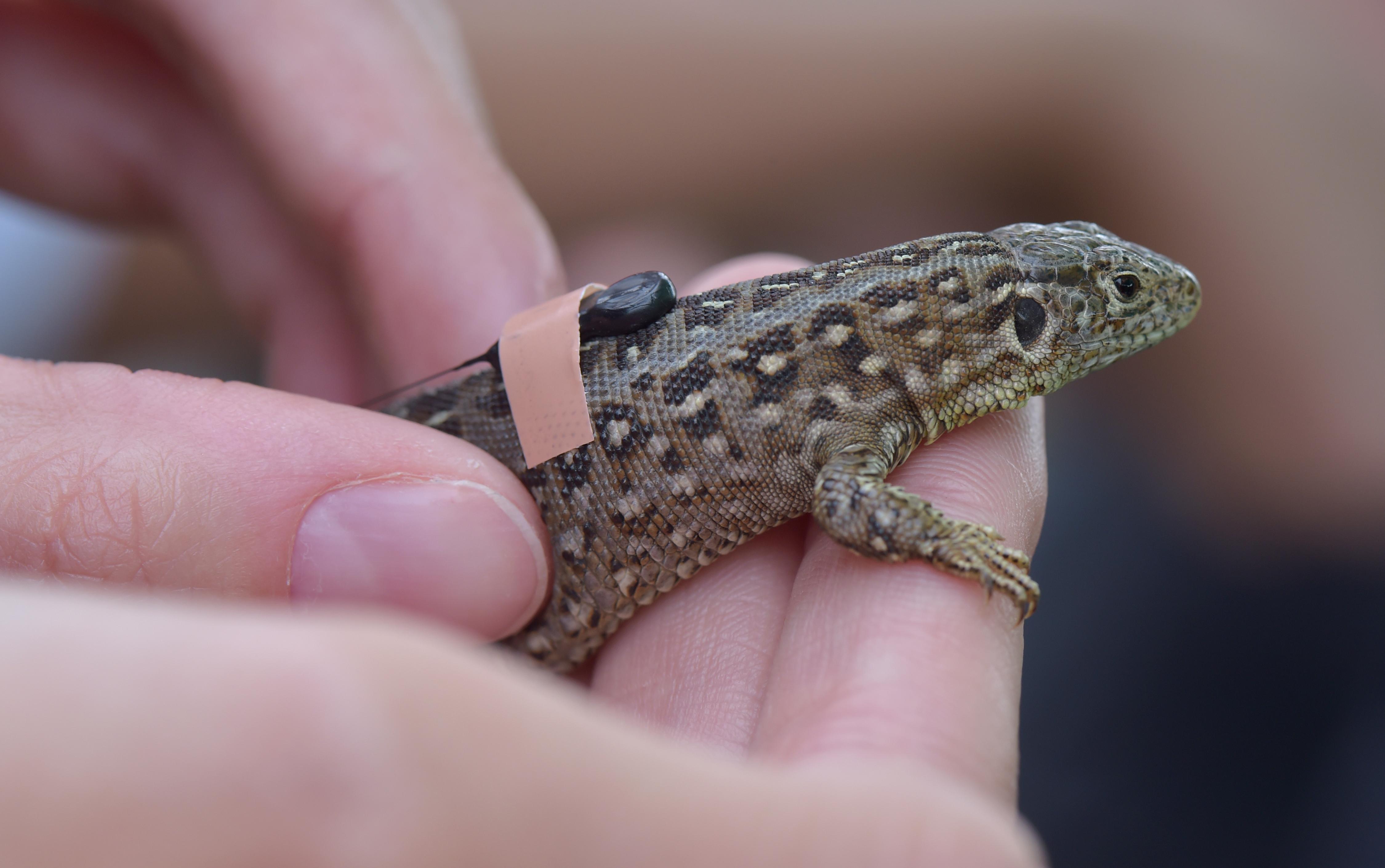 Rare British Lizard Is Back In The Wild | University of Southampton