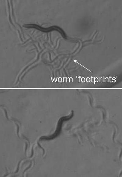 Alcohol dependency | Biological Sciences | University of Southampton