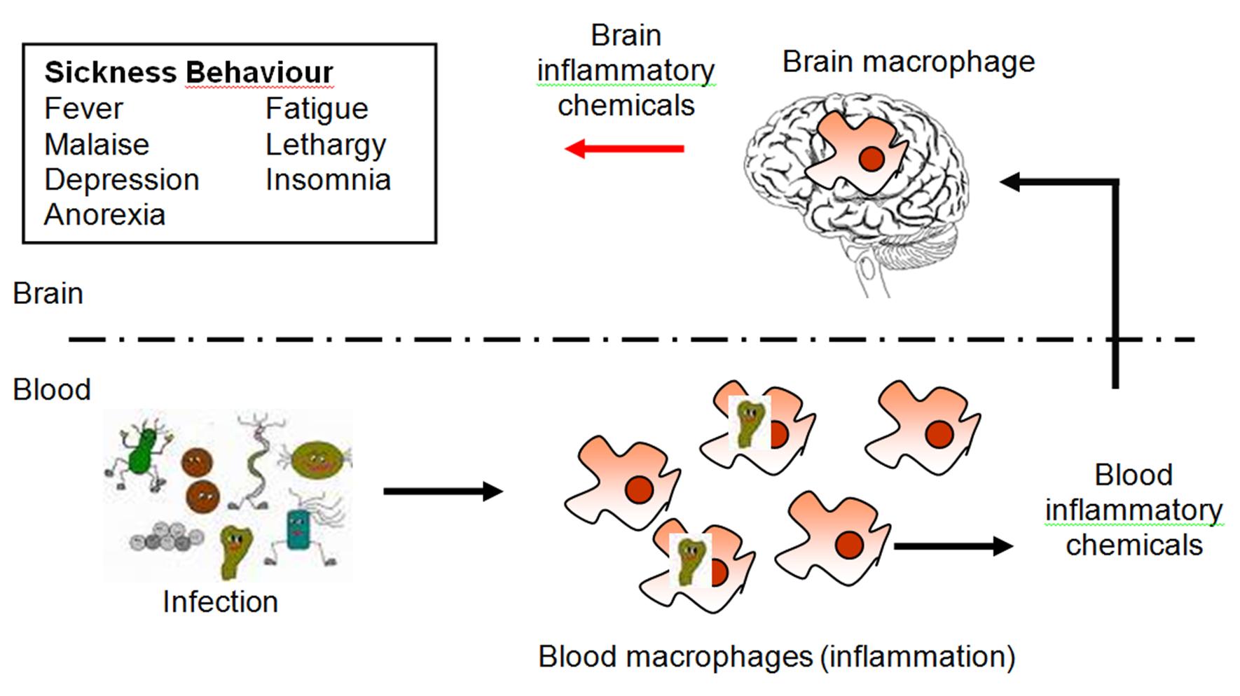 Changing Minds through Neuroscience Inspired fashion | Biological ...