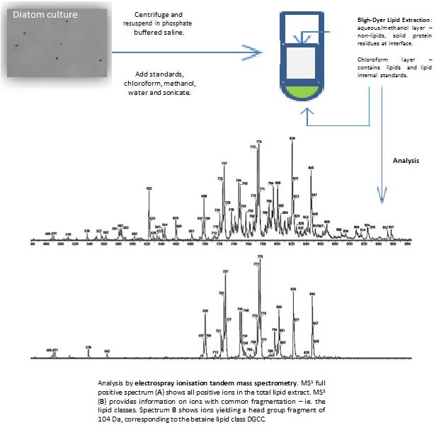 Phosphorus replacement in diatom lipids | Ocean and Earth Science ...
