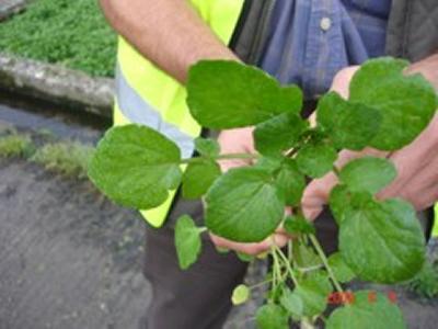 Effective management of chalk streams | Biological Sciences ...