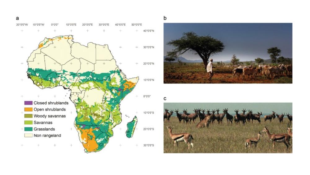 Large-scale greening and changes in productivity of African drylands ...