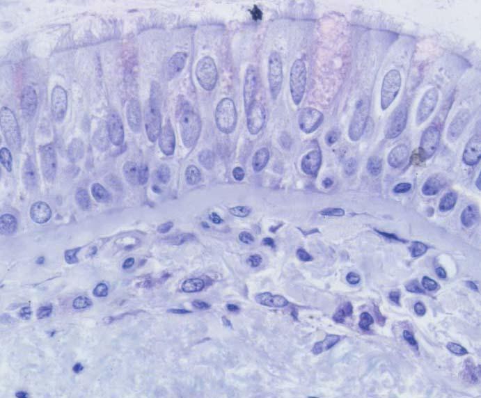 Resin histology | Histochemistry Research Unit | University of Southampton