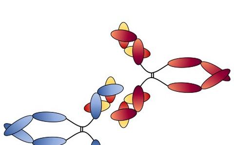 Idiotypes | Antibody Trader | University of Southampton
