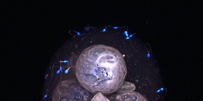 Developmental Biology | Biological Sciences | University of Southampton