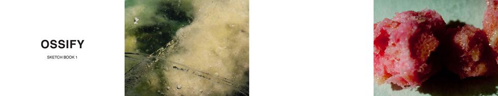 Screen 4 - Ossify | Medicine | University of Southampton