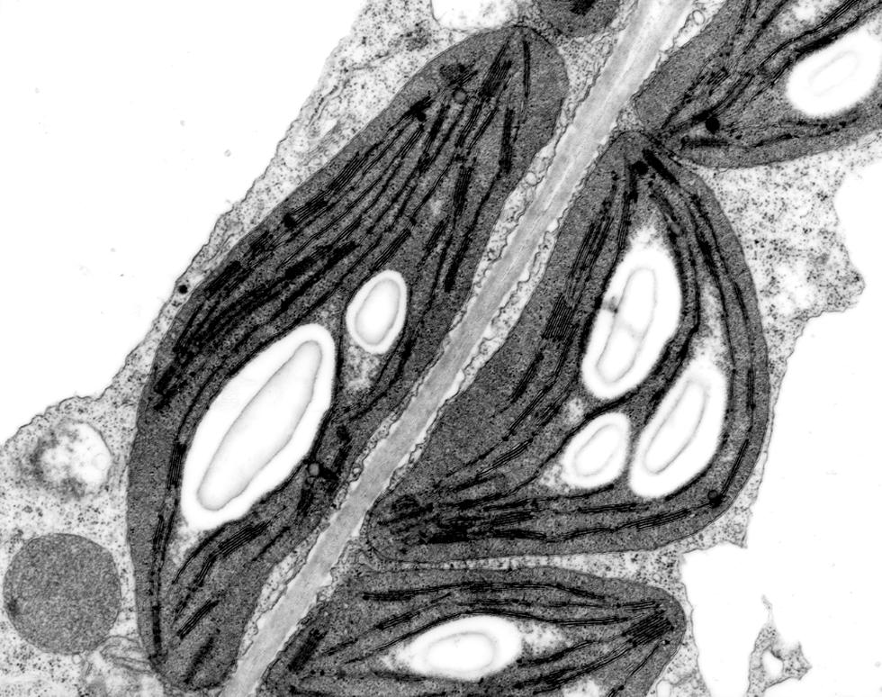 TEM Image Gallery | Biomedical Imaging Unit | University of Southampton