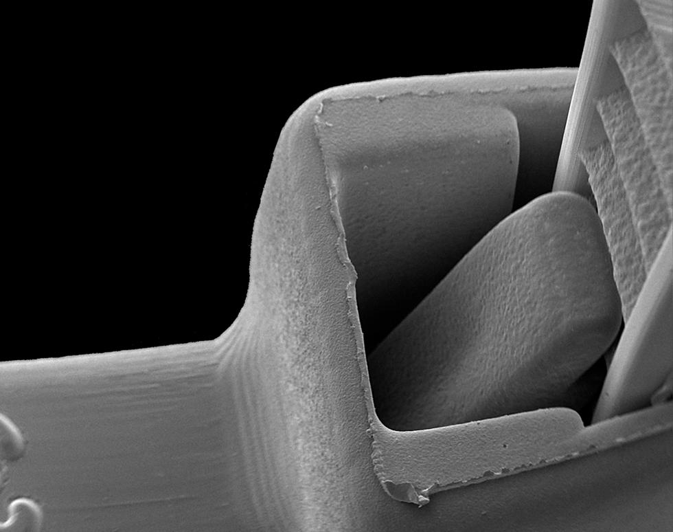 SEM Image Gallery | Biomedical Imaging Unit | University of Southampton