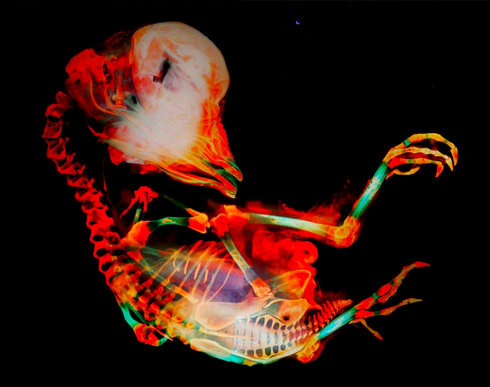 2013 | Biomedical Imaging Unit | University of Southampton