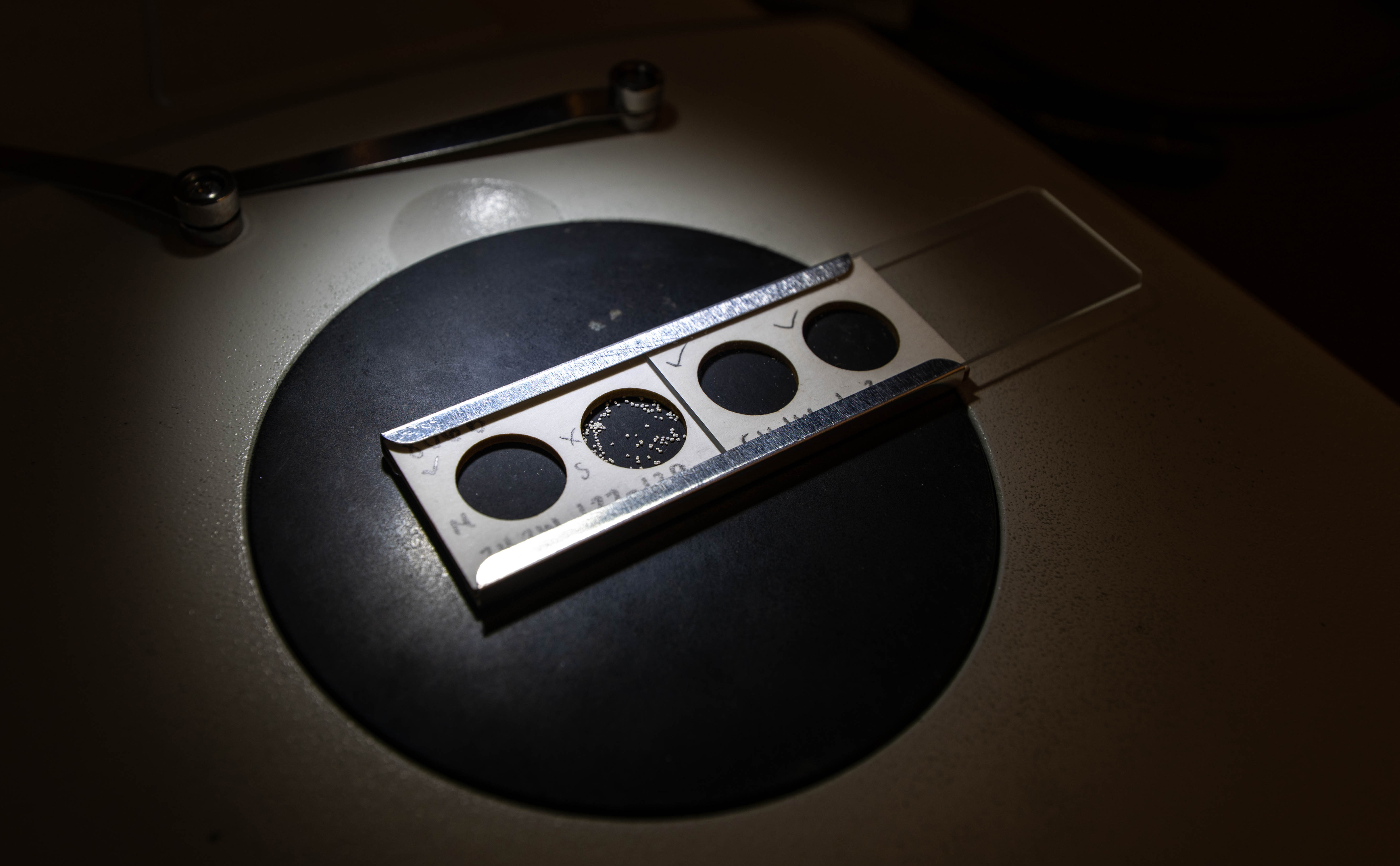 Ancient plankton hint at steadier future for ocean life